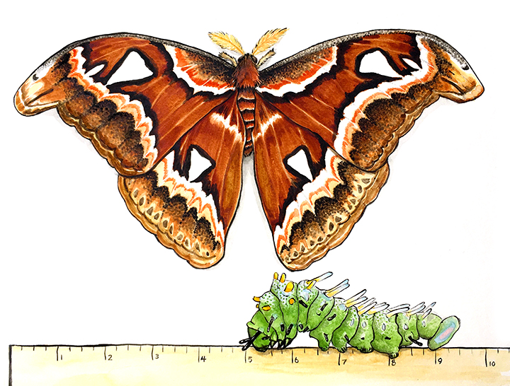 Final page: the Atlas moth and caterpillar – jessica linn evans